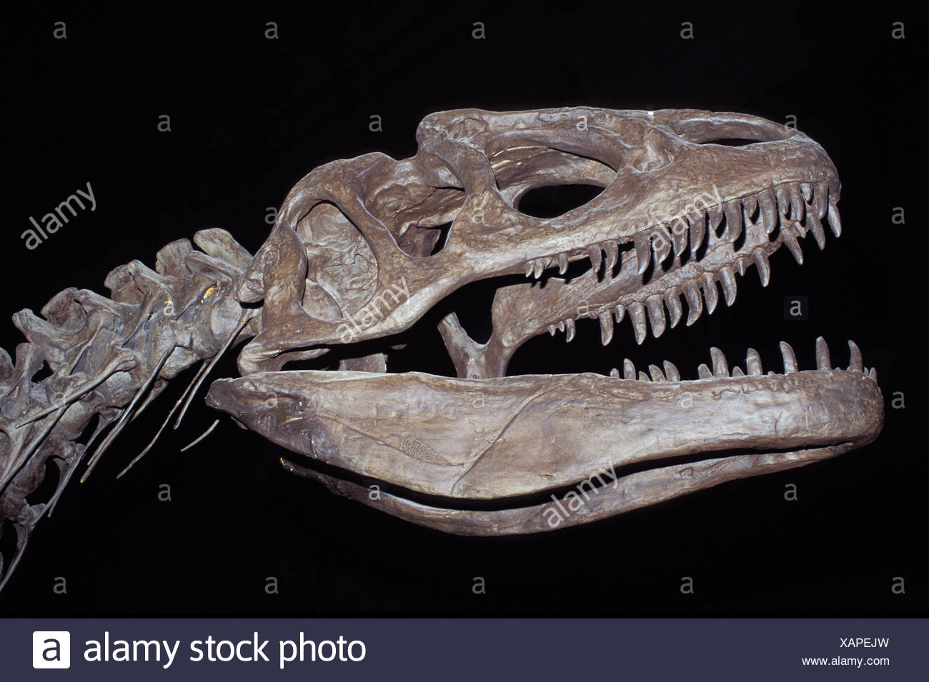 Allosaurus Skull High Resolution Stock Photography and Images - Alamy