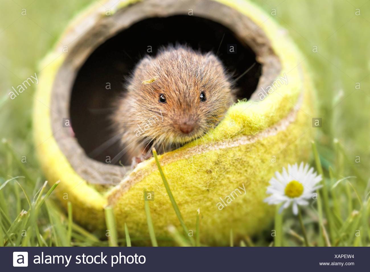 Shrew Mouse Stock Photos & Shrew Mouse Stock Images - Alamy