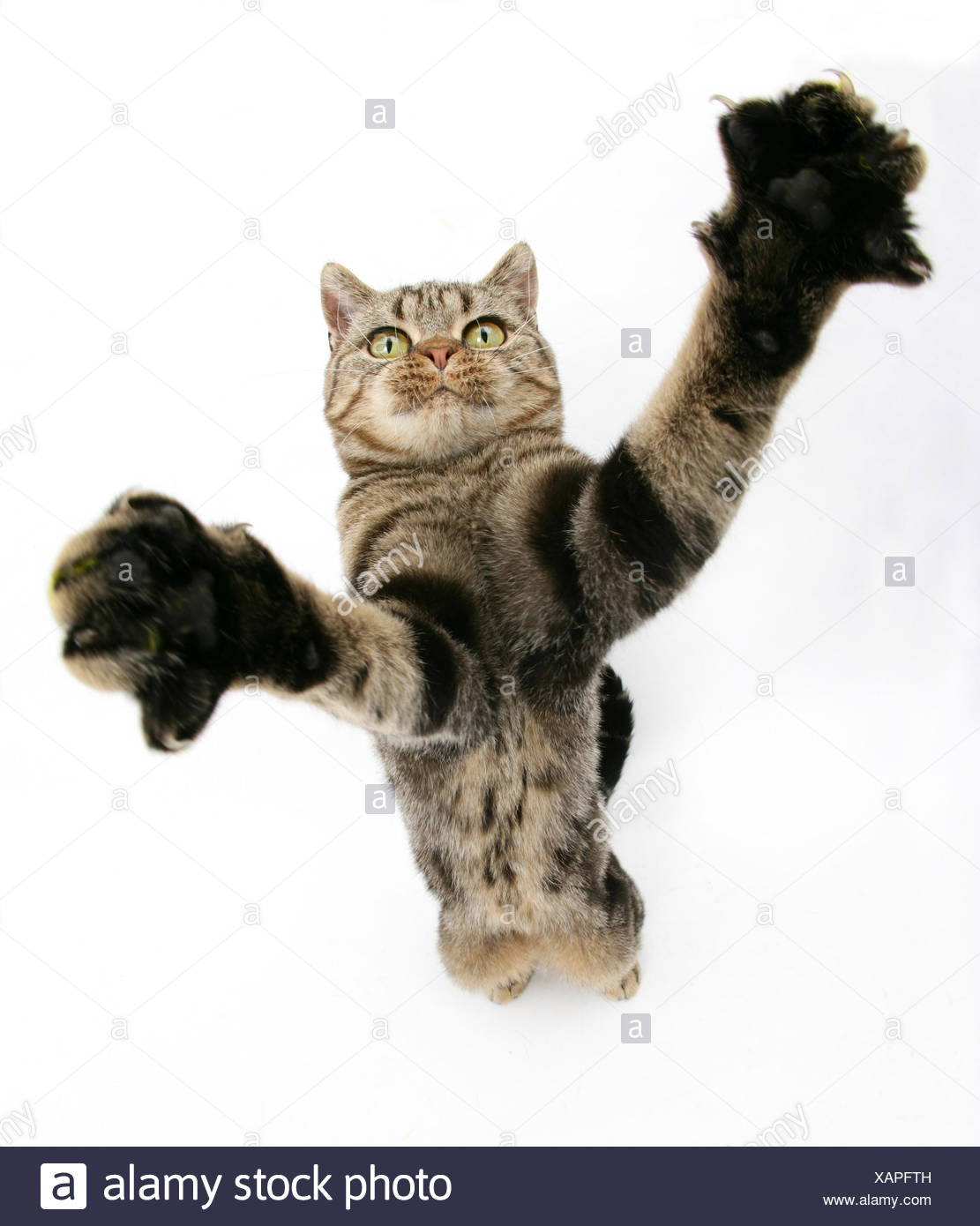Cat Reaching With Paws High Resolution Stock Photography and Images - Alamy