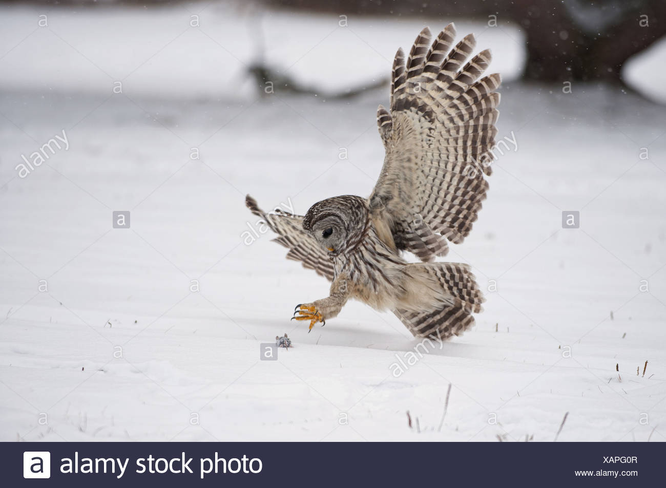 Catch The Mouse High Resolution Stock Photography and Images - Alamy