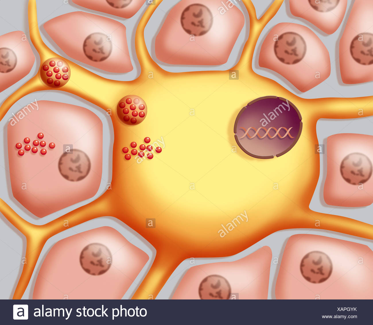 Epithelial Cell With Nucleus High Resolution Stock Photography and ...