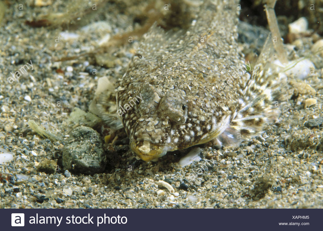 Callionymus Stock Photos & Callionymus Stock Images - Alamy