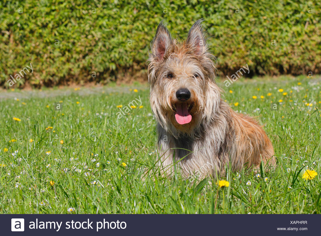 Picards High Resolution Stock Photography and Images - Alamy