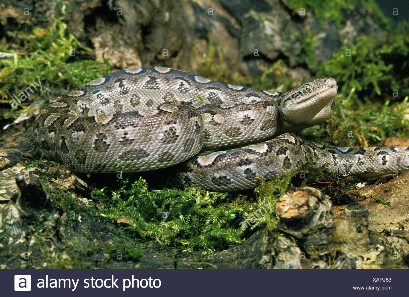 Boa Cenchria High Resolution Stock Photography and Images - Alamy