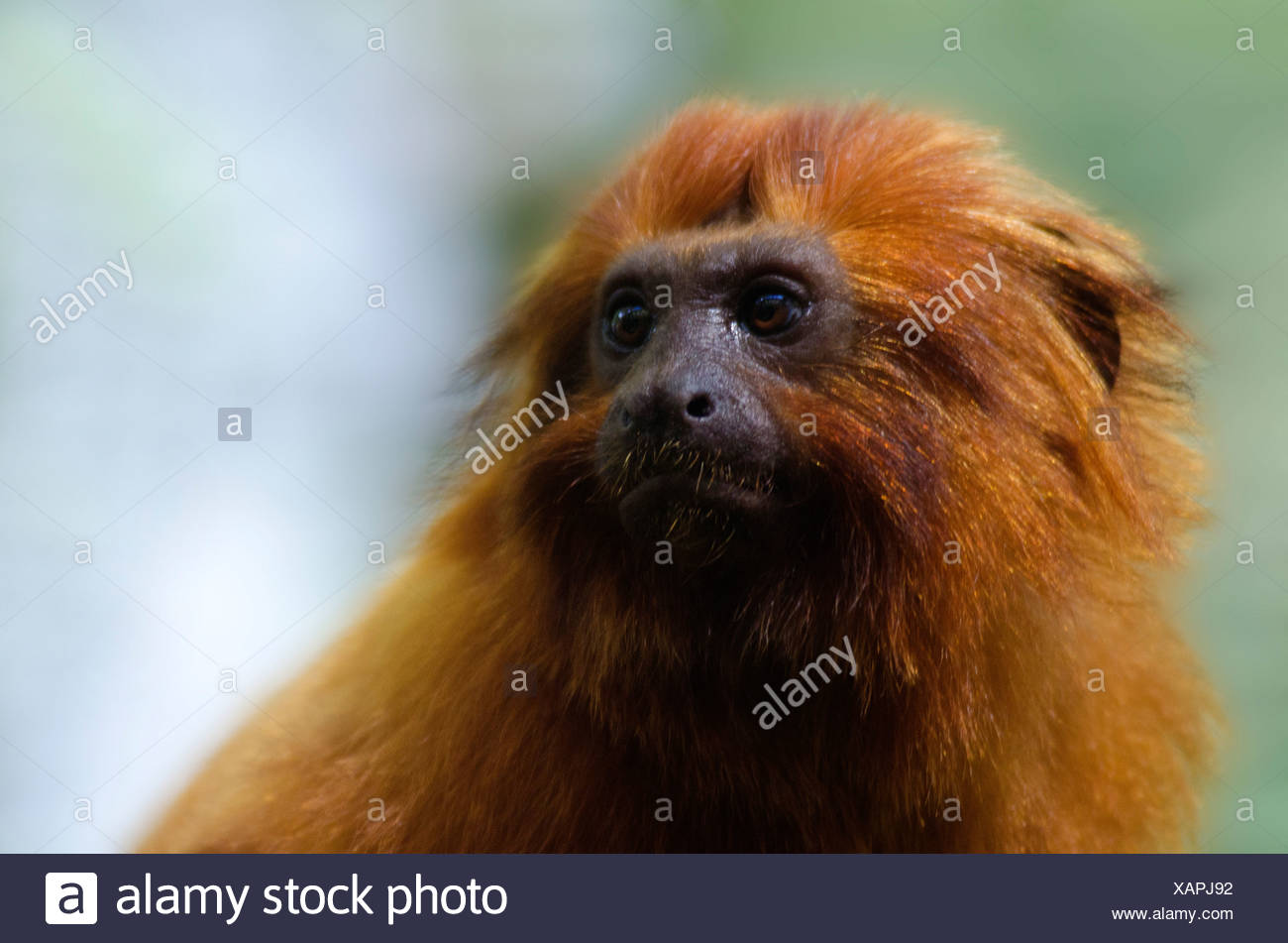Golden Lion Tamarin High Resolution Stock Photography and Images - Alamy