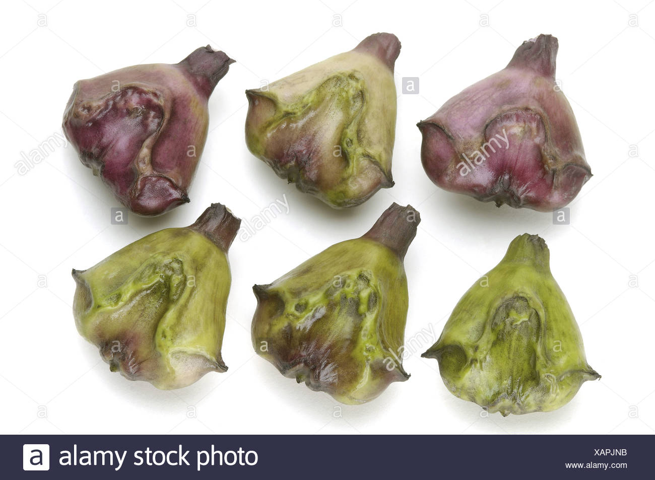 Trapa Natans High Resolution Stock Photography and Images - Alamy