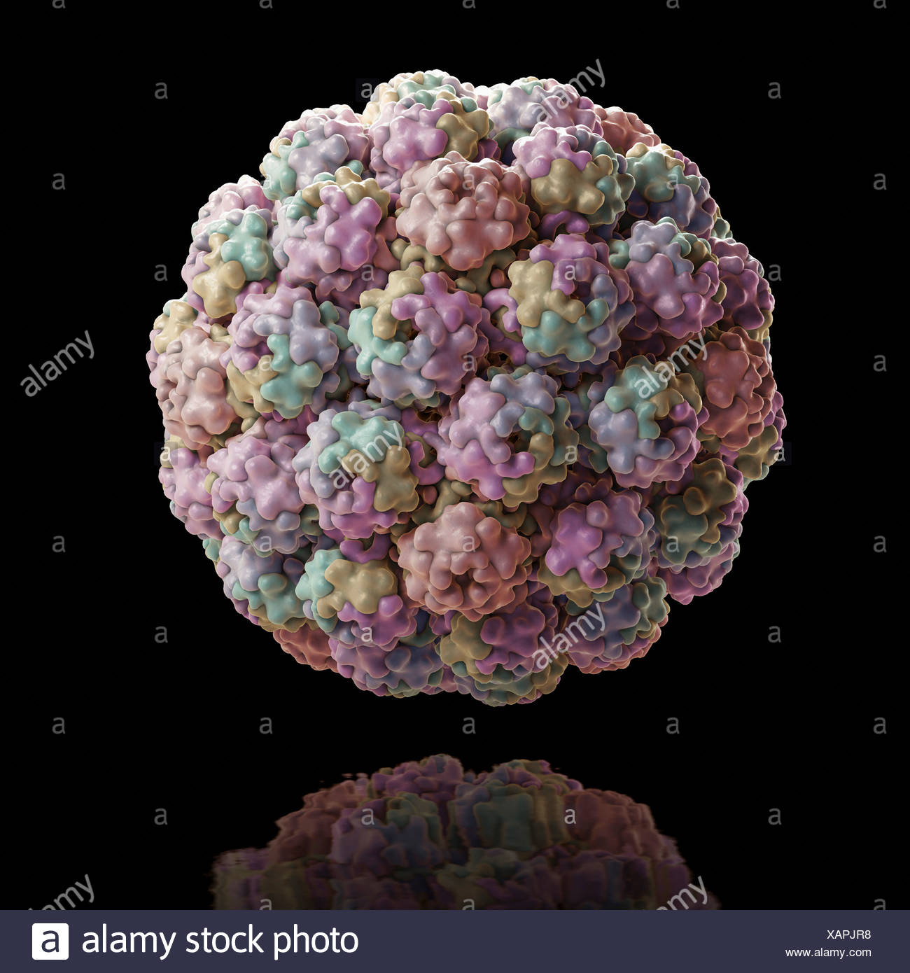 Polyomaviridae High Resolution Stock Photography and Images - Alamy