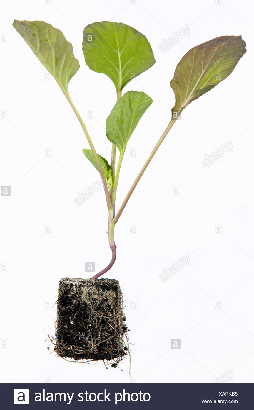 Cabbage With Roots High Resolution Stock Photography and Images - Alamy