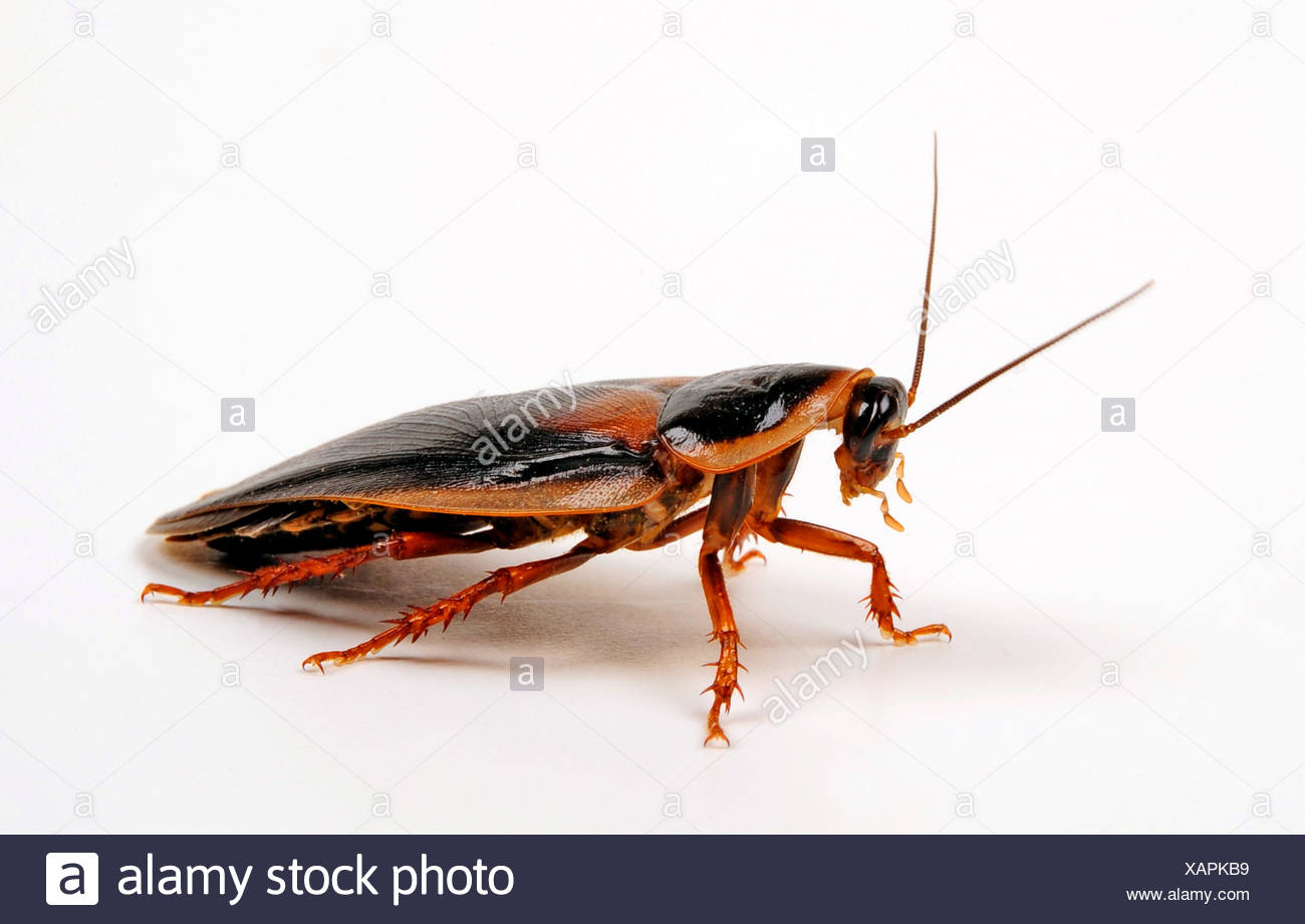 Orange Spotted Cockroach High Resolution Stock Photography and Images ...