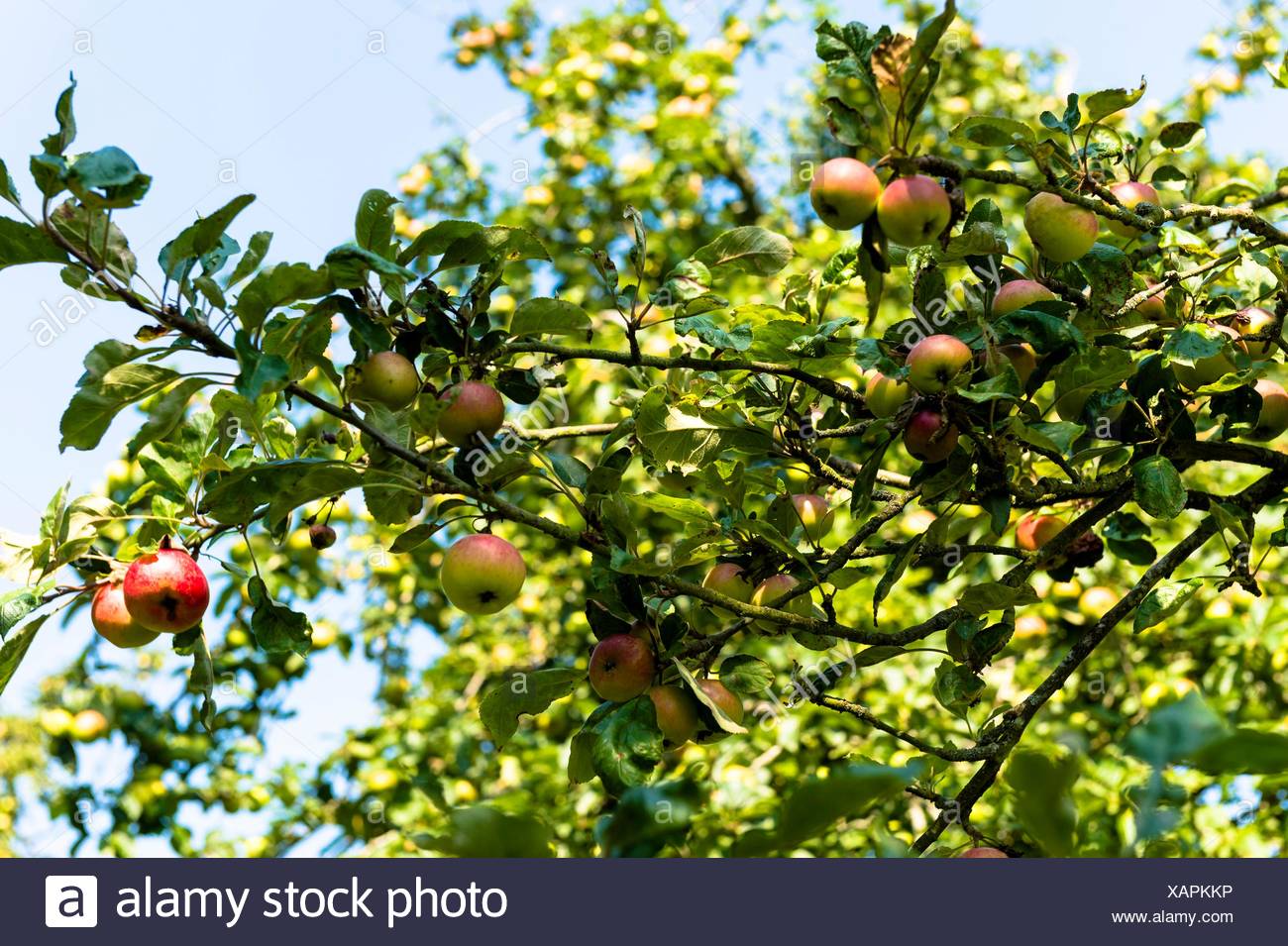 Apple Orchard Normandy High Resolution Stock Photography and Images - Alamy
