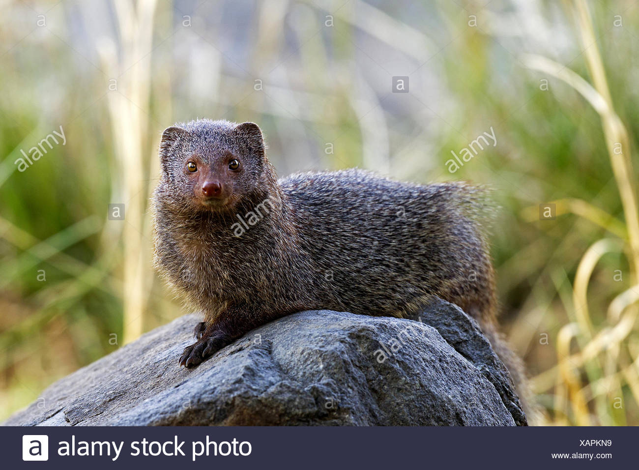 Grey Mongoose High Resolution Stock Photography and Images - Alamy