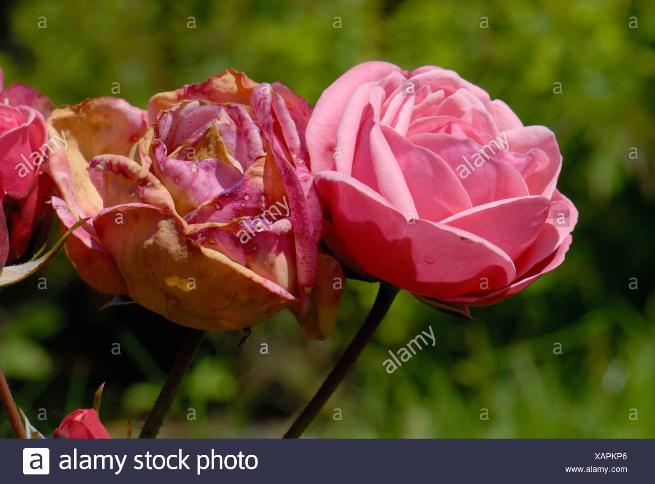 Weather Damaged Flowers High Resolution Stock Photography and Images ...
