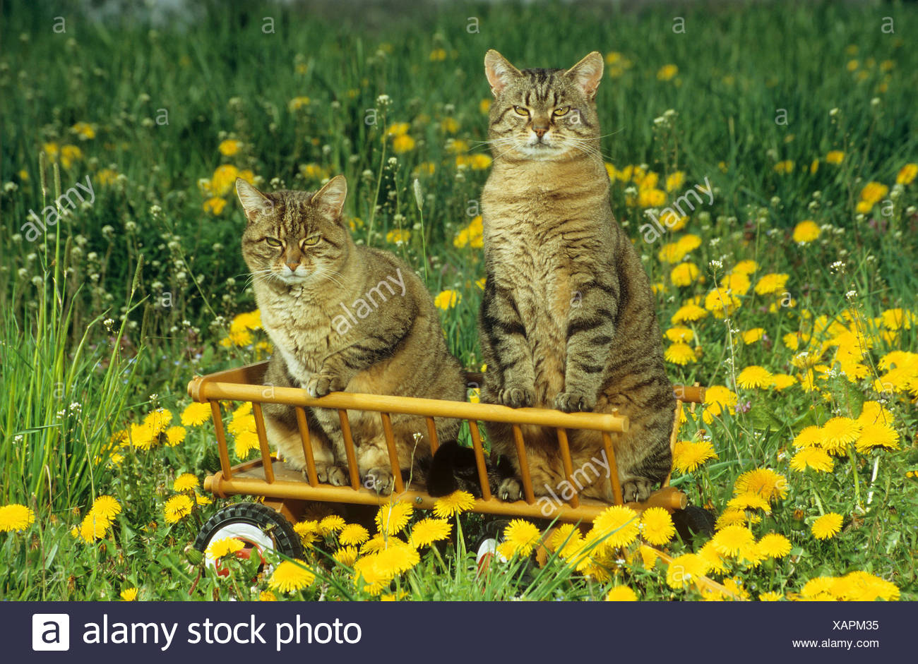 Hay Stake High Resolution Stock Photography and Images - Alamy