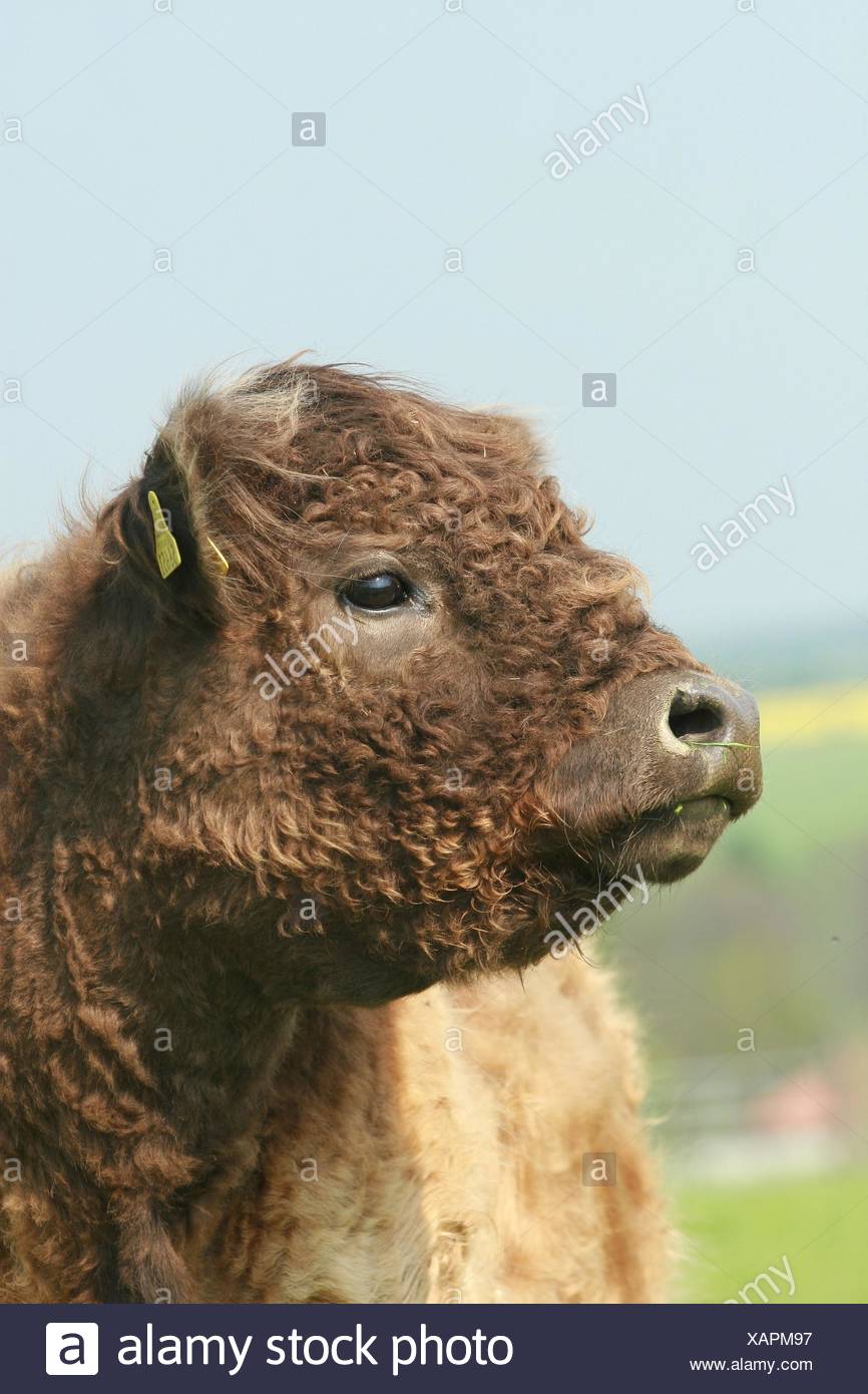 Curly Haired Cow High Resolution Stock Photography and Images - Alamy
