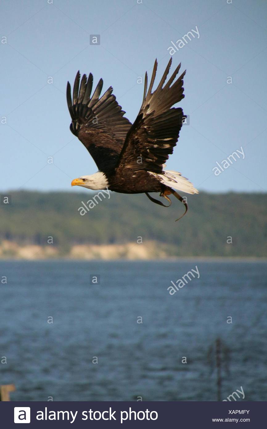Bald Eagle Flying Over Water High Resolution Stock Photography and ...