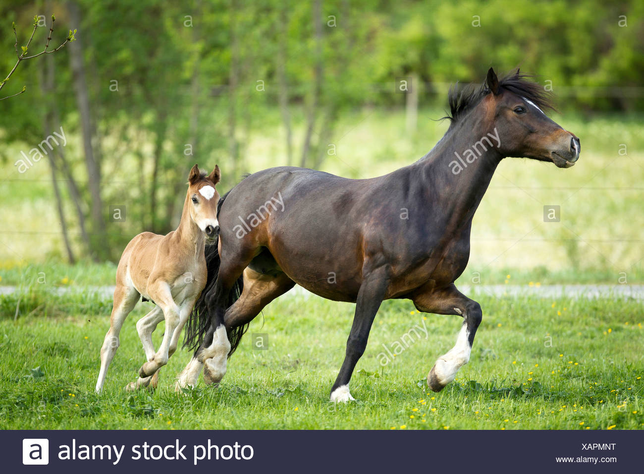 Welsh Section D Foal High Resolution Stock Photography and Images - Alamy