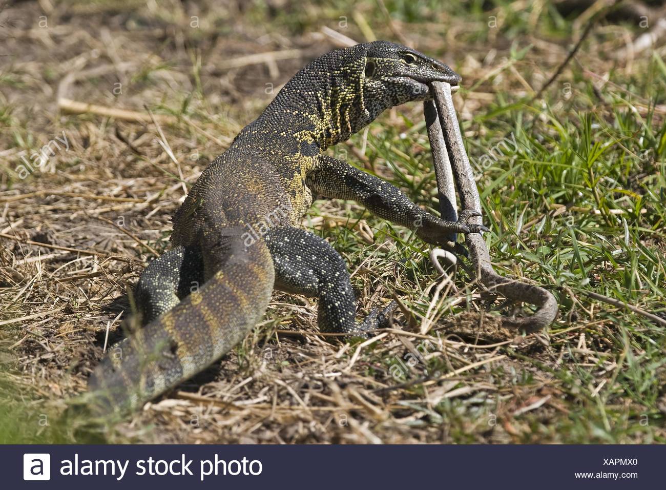 Nile Monitor Lizards High Resolution Stock Photography and Images - Alamy