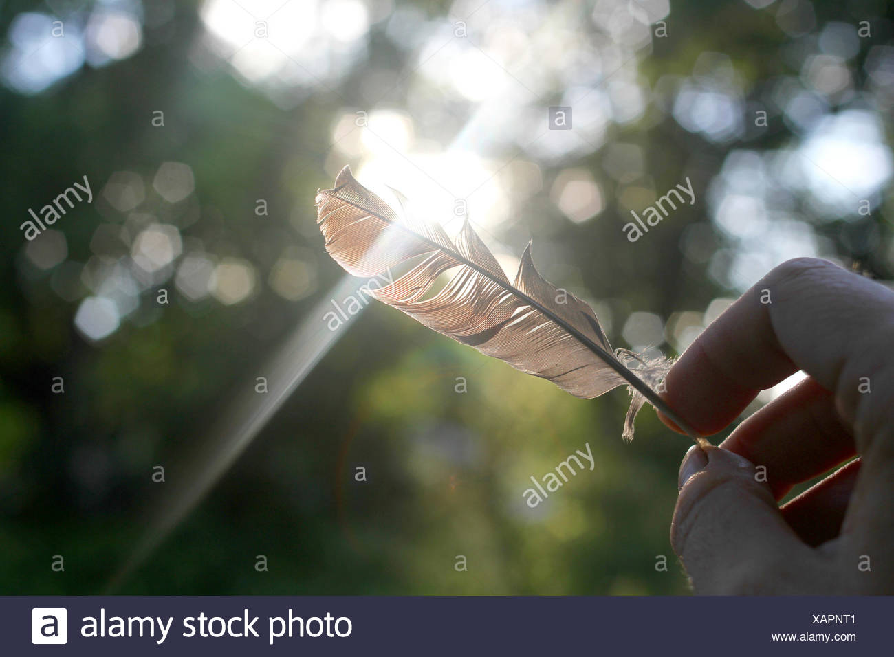 Feather Like Leaves Stock Photos & Feather Like Leaves Stock Images - Alamy