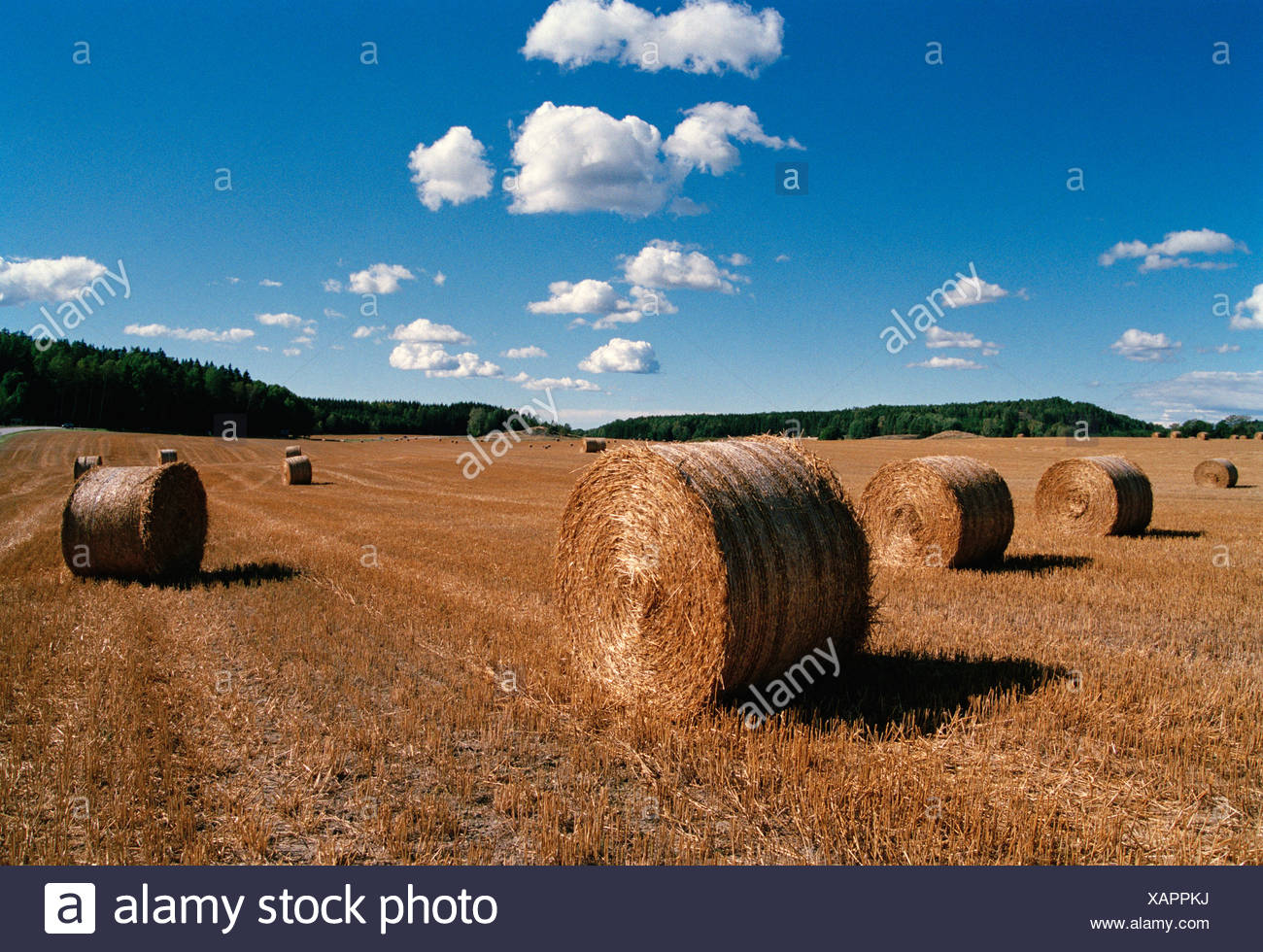 Bundle Of Hay Stock Photos & Bundle Of Hay Stock Images - Alamy
