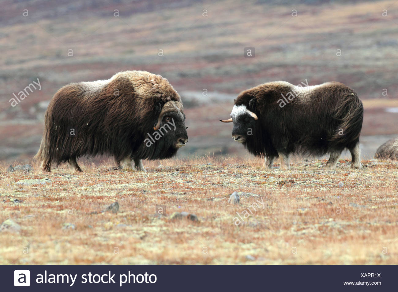 Moschustier High Resolution Stock Photography and Images - Alamy