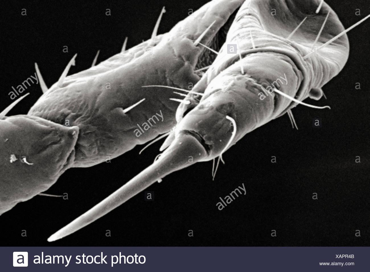 Pediculus Corporis High Resolution Stock Photography and Images - Alamy