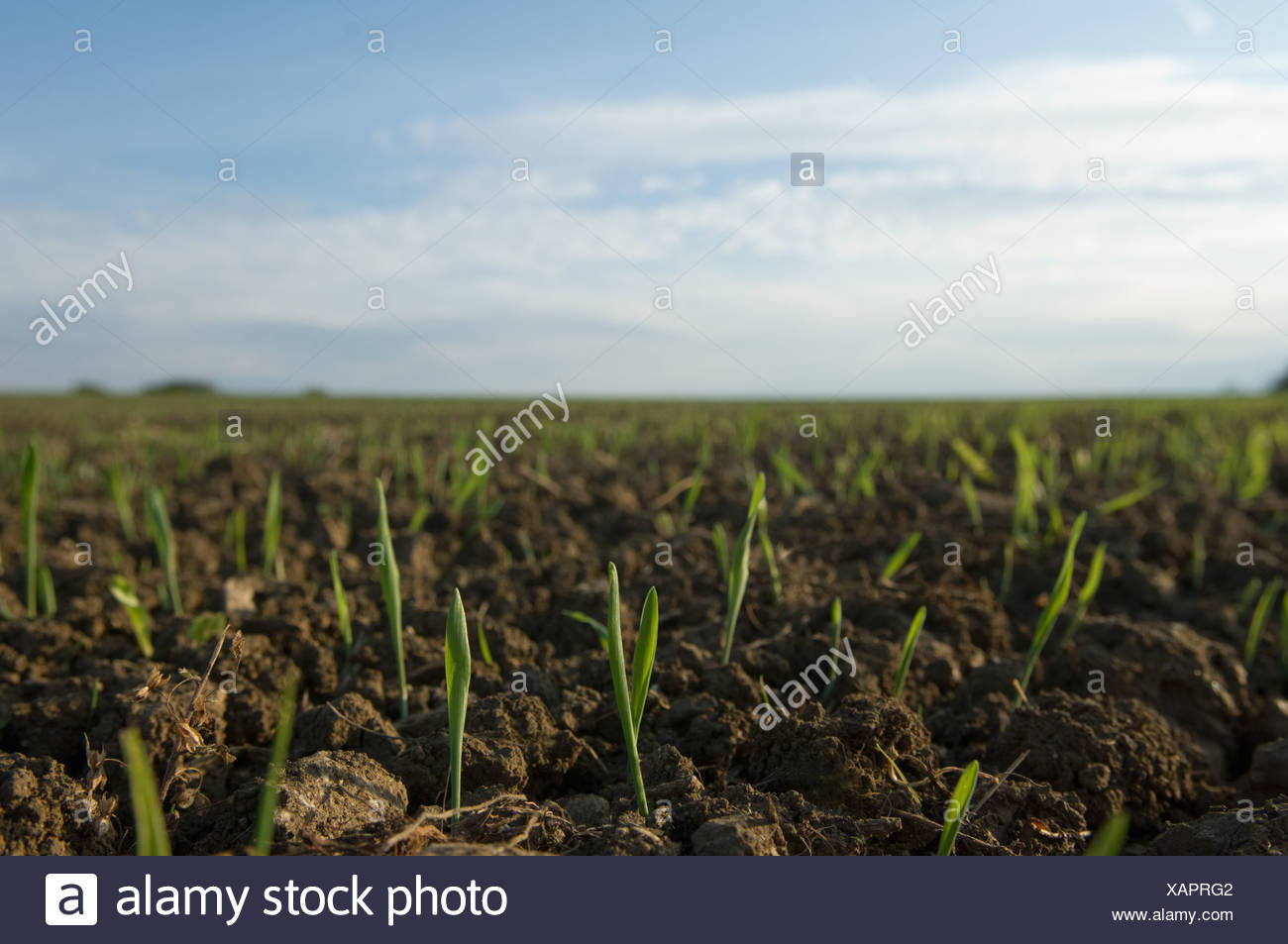 Seedling And Farm Crop Field High Resolution Stock Photography and ...