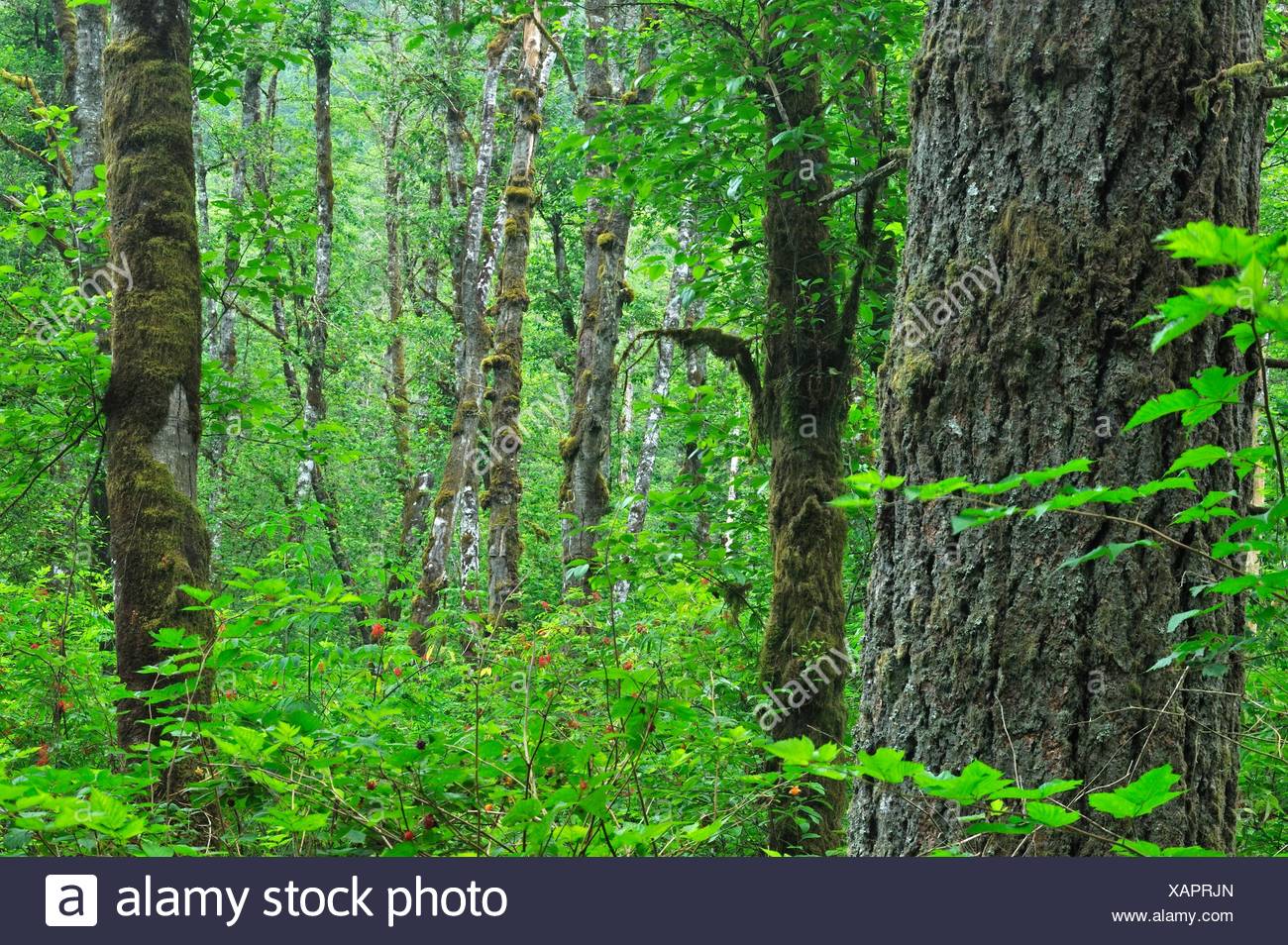 Coastal Temperate Rain Forest High Resolution Stock Photography and ...