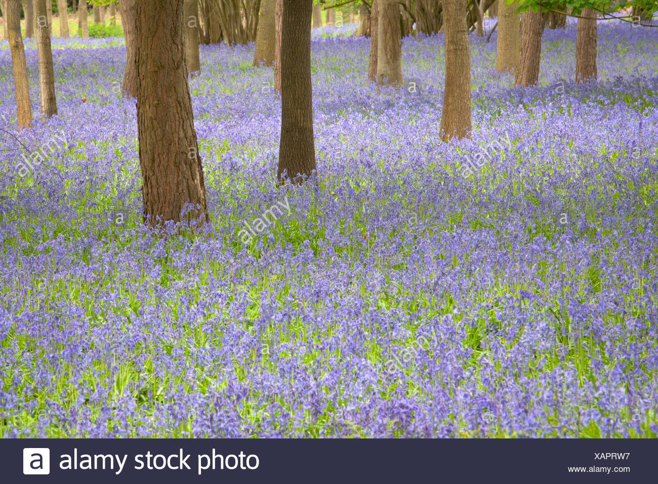 Bluebell Fields High Resolution Stock Photography and Images - Alamy