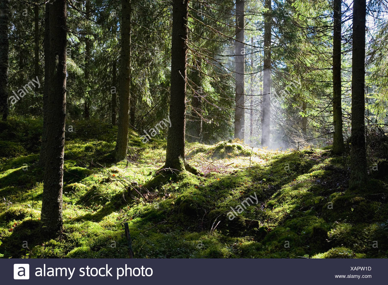 Europe After The Rain High Resolution Stock Photography and Images - Alamy