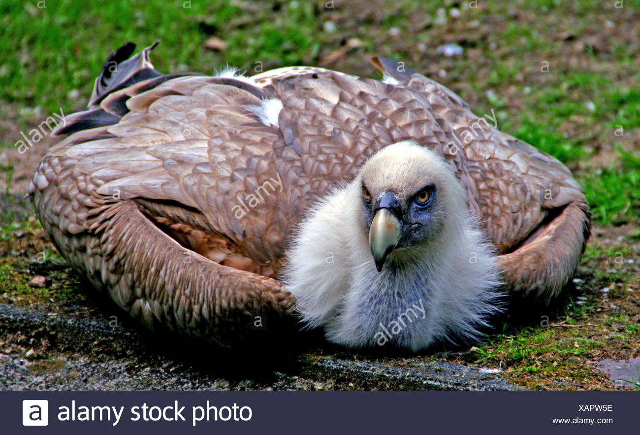 Raubvgel High Resolution Stock Photography and Images - Alamy