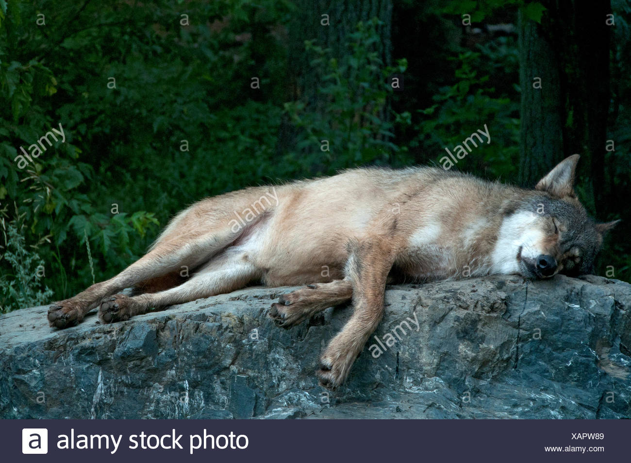 Wolf Sleeping High Resolution Stock Photography and Images - Alamy