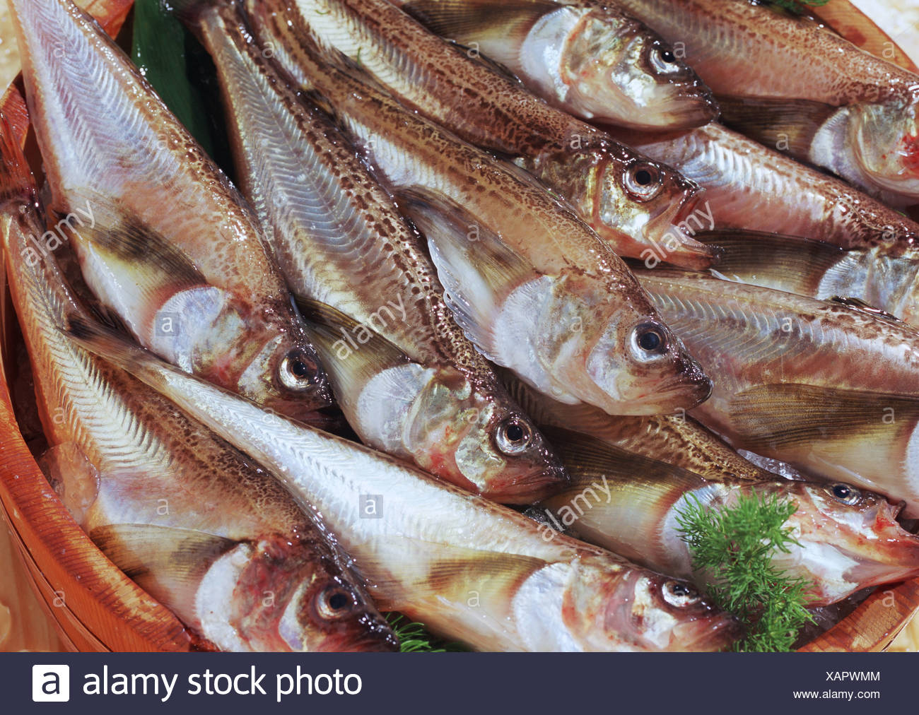 Sandfish High Resolution Stock Photography and Images - Alamy