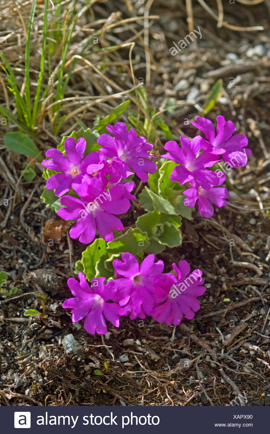Primula Viscosa High Resolution Stock Photography and Images - Alamy
