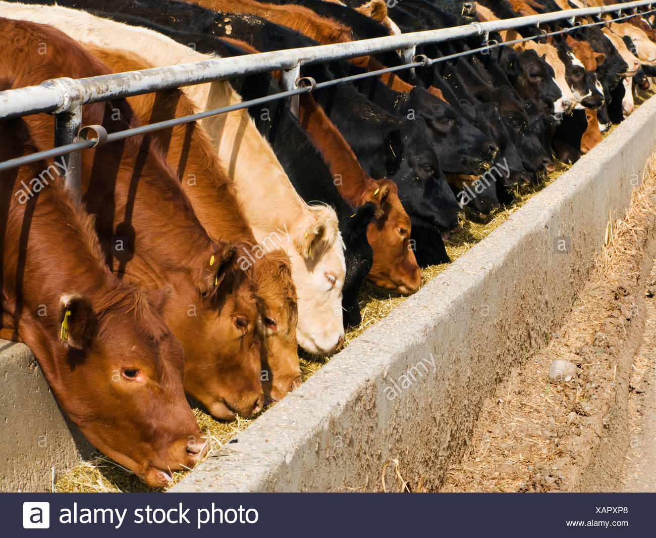 Large Feedlot High Resolution Stock Photography and Images - Alamy