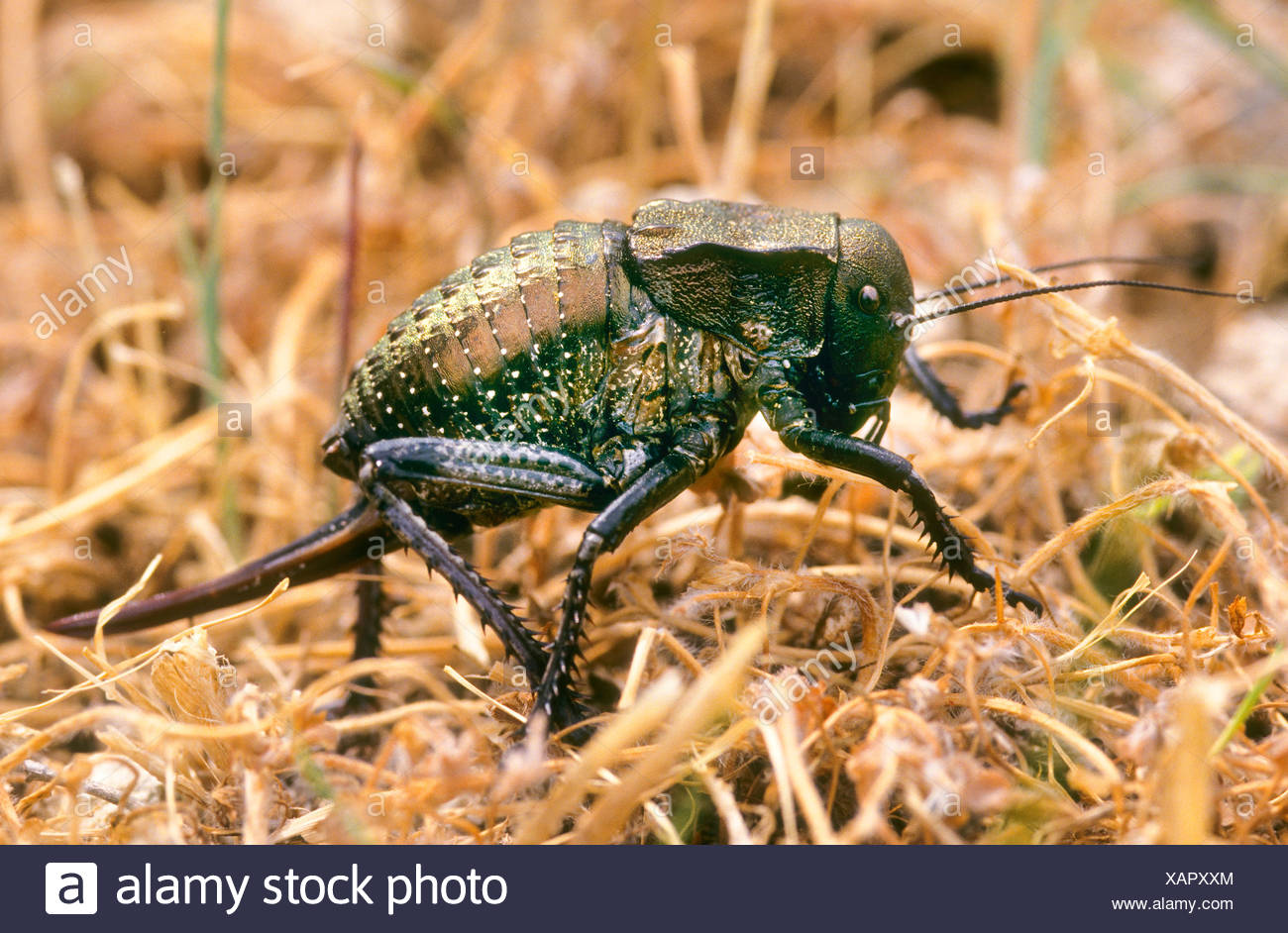 Golden Grasshopper High Resolution Stock Photography and Images - Alamy