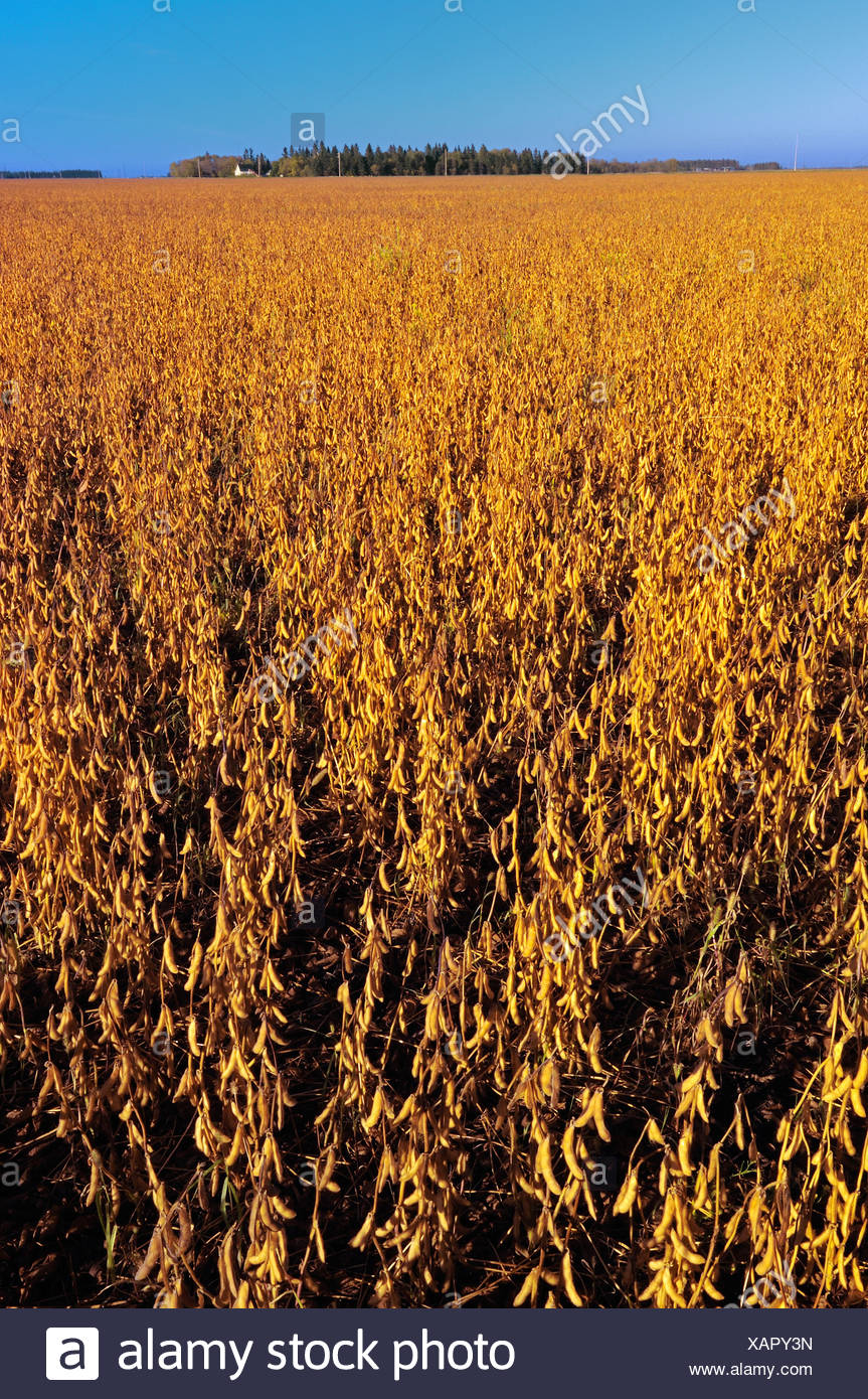 Mature Growth Soybeans High Resolution Stock Photography and Images - Alamy