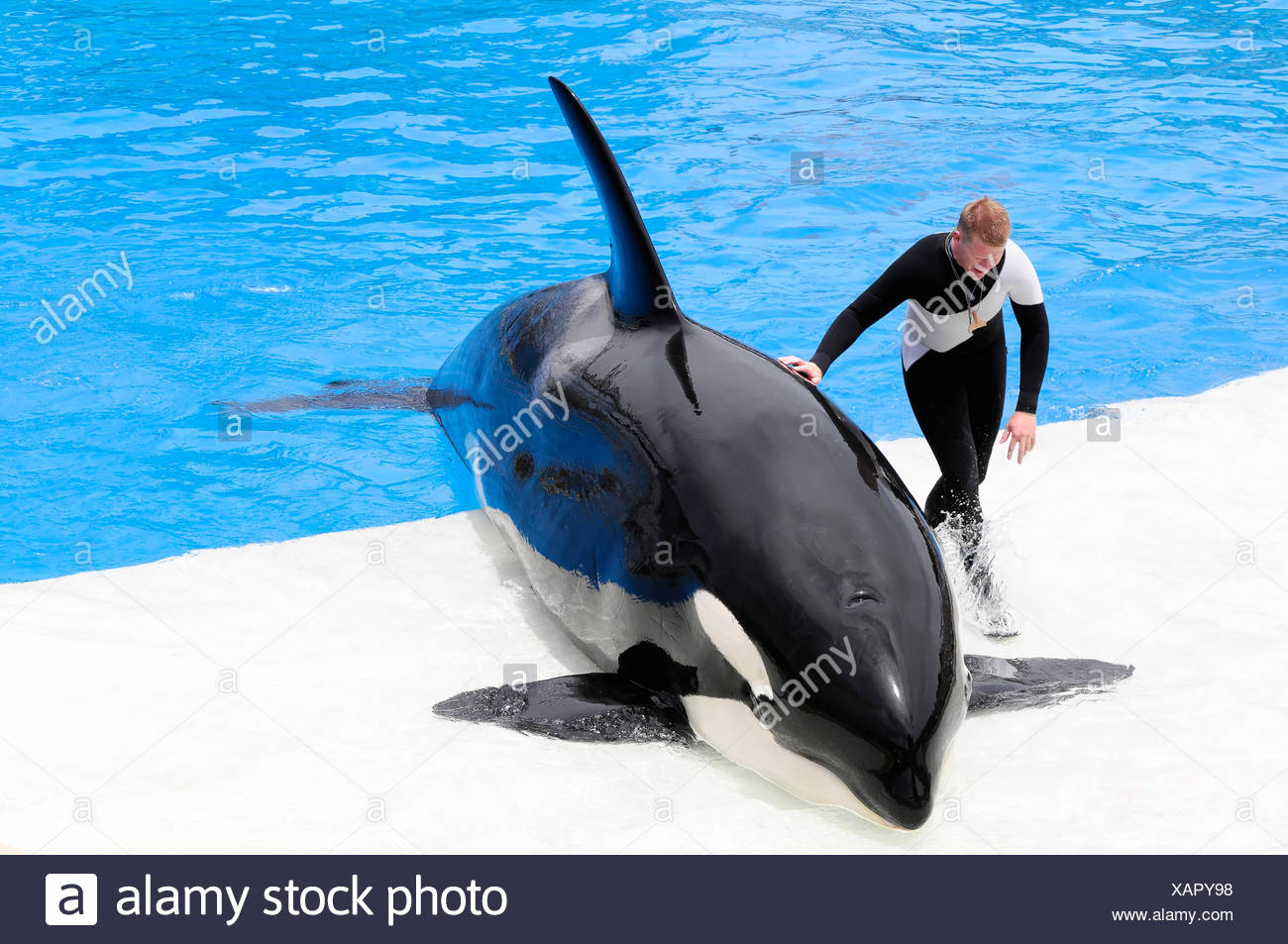 Seaworld Shamu Show High Resolution Stock Photography and Images - Alamy