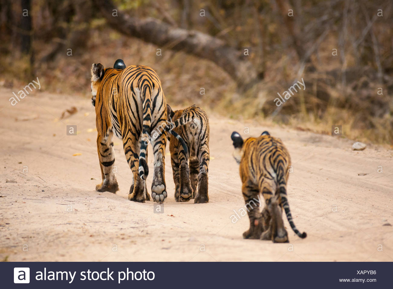 Bengal Tiger Family Mother Cubs High Resolution Stock Photography and ...