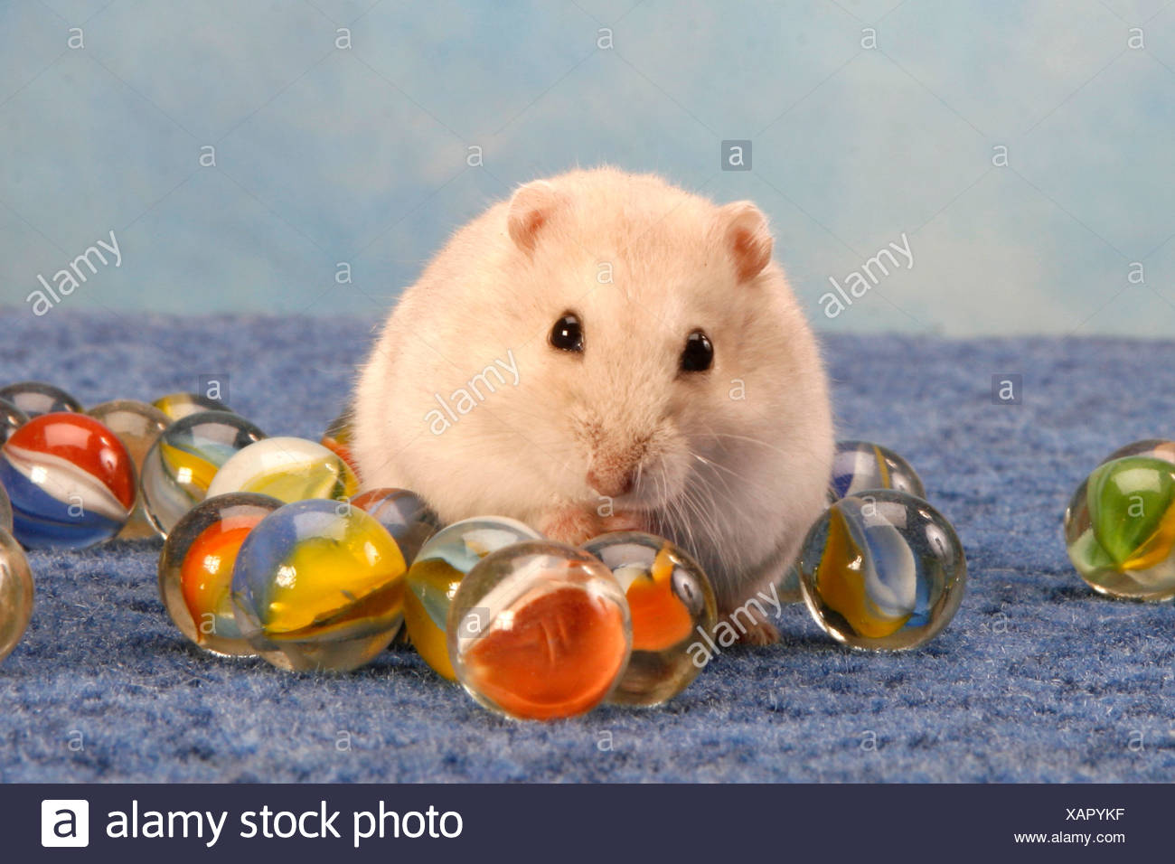 Phodopus Roborovski High Resolution Stock Photography and Images - Alamy