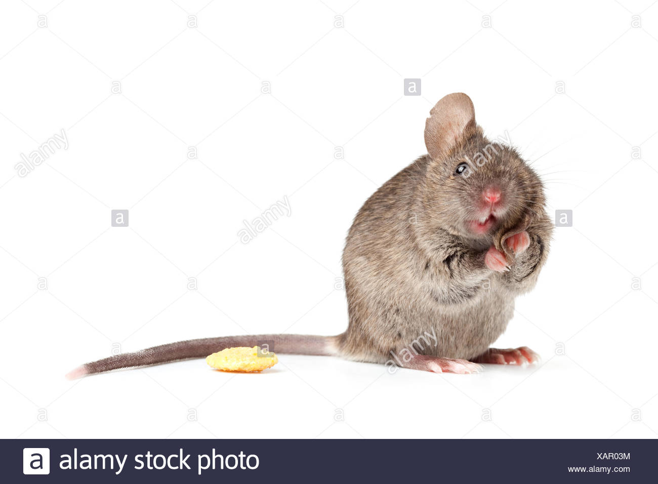Mouse Grooming High Resolution Stock Photography and Images - Alamy