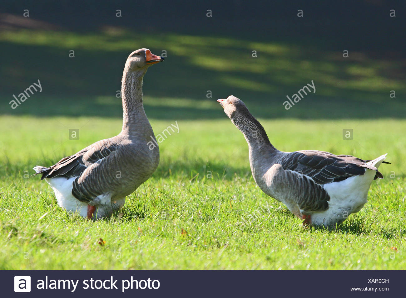 Domestic Geese High Resolution Stock Photography and Images - Alamy