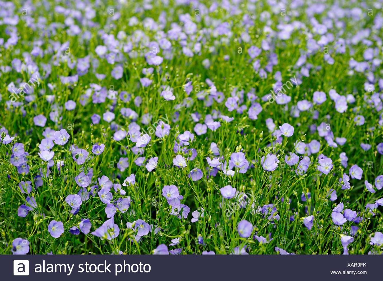 Field Of Flax Stock Photos & Field Of Flax Stock Images - Alamy
