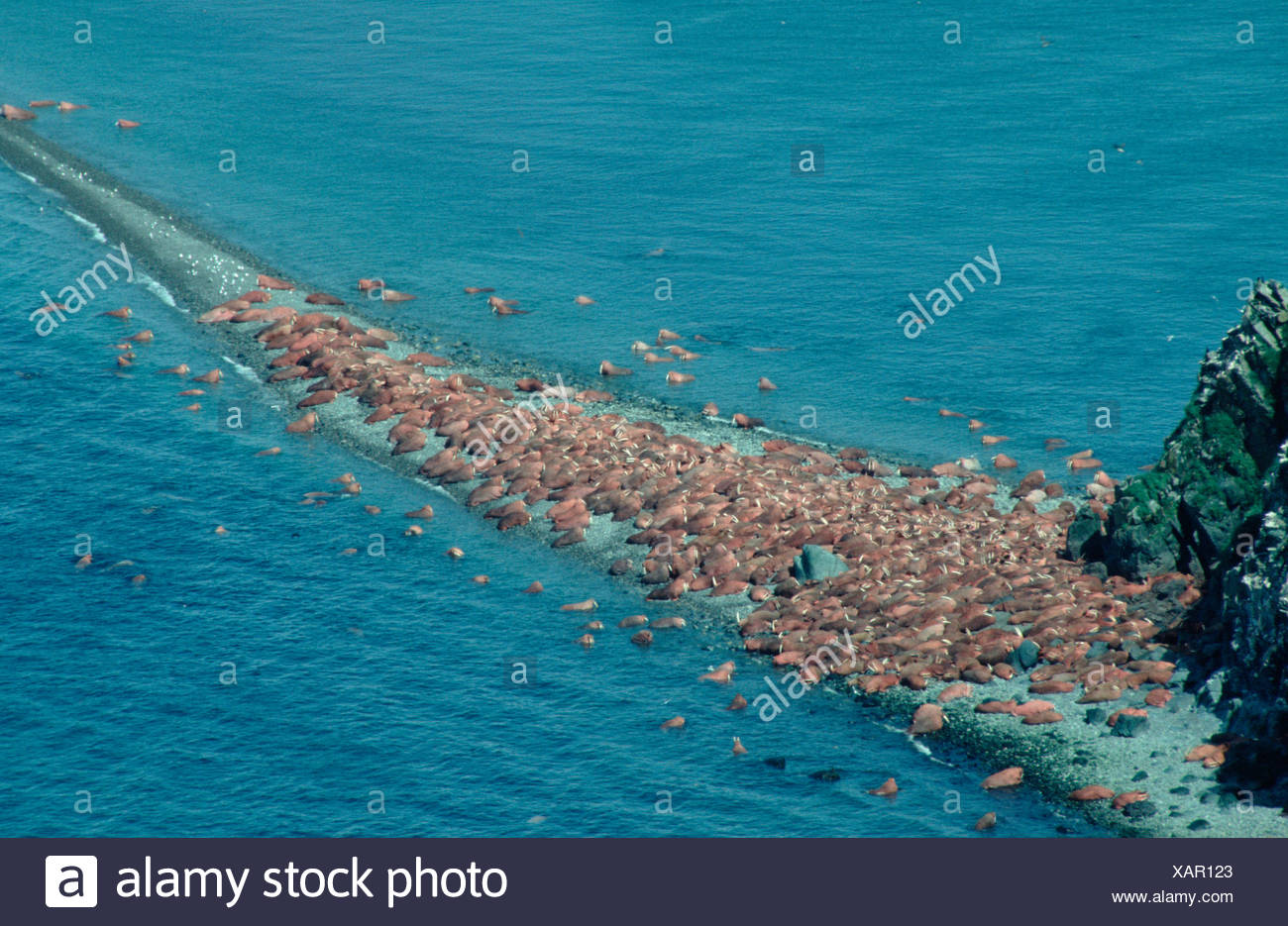 Walrus Colony Alaska Stock Photos & Walrus Colony Alaska Stock Images ...