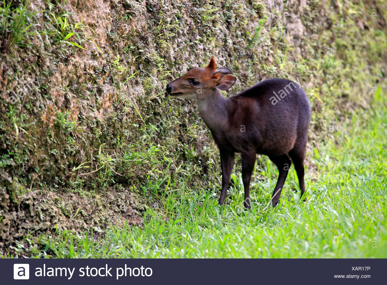 African Ruminants High Resolution Stock Photography and Images - Alamy