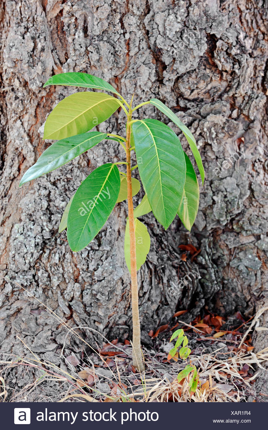 Florida Strangler Figs High Resolution Stock Photography and Images - Alamy