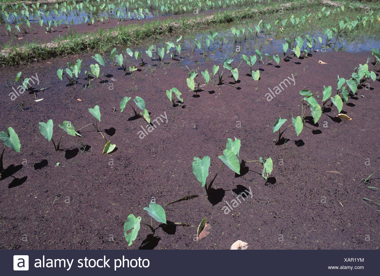 Colocasia Antiquorum Stock Photos & Colocasia Antiquorum Stock Images ...