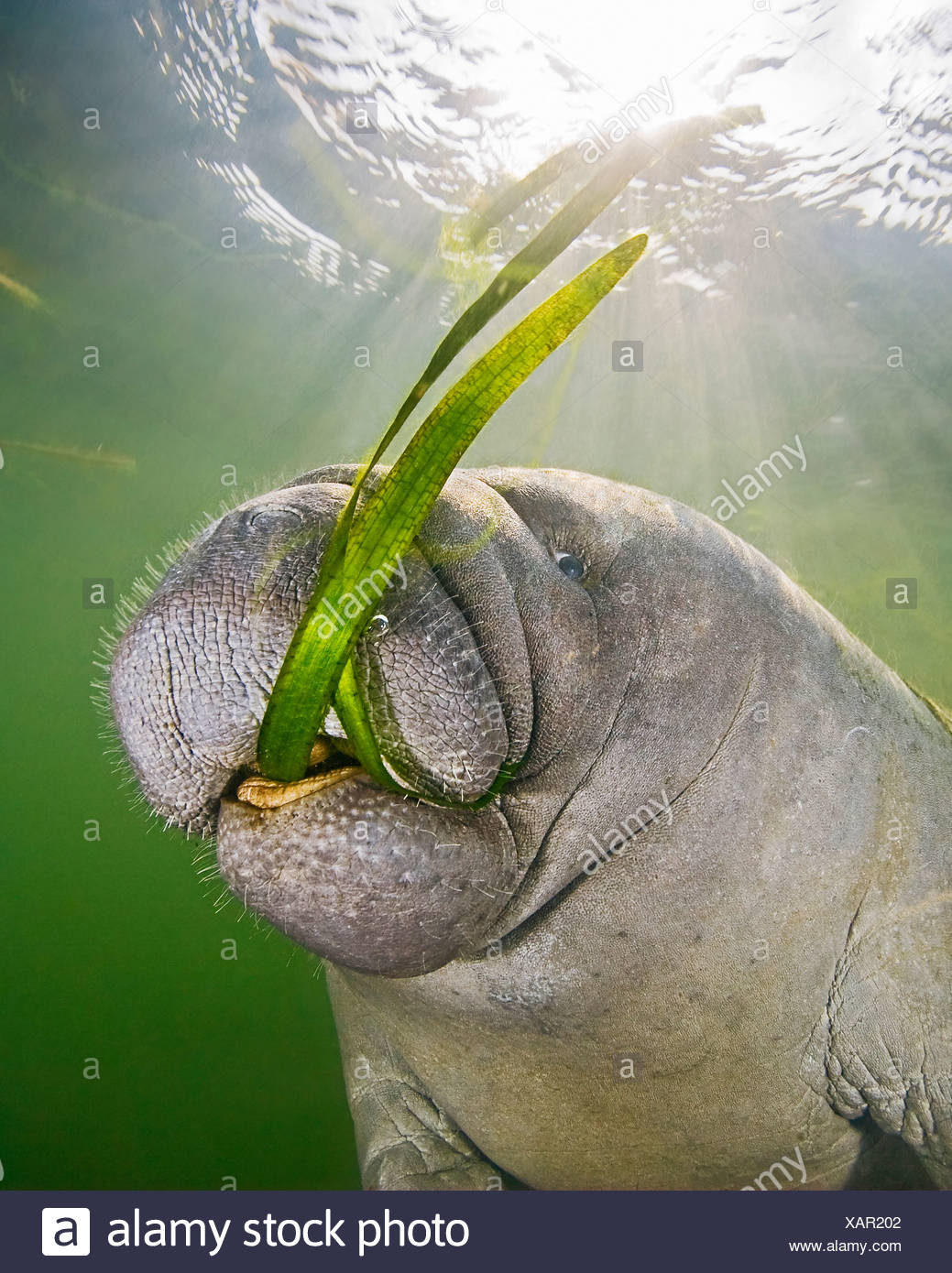 Crystal River Manatee Stock Photos & Crystal River Manatee Stock Images ...