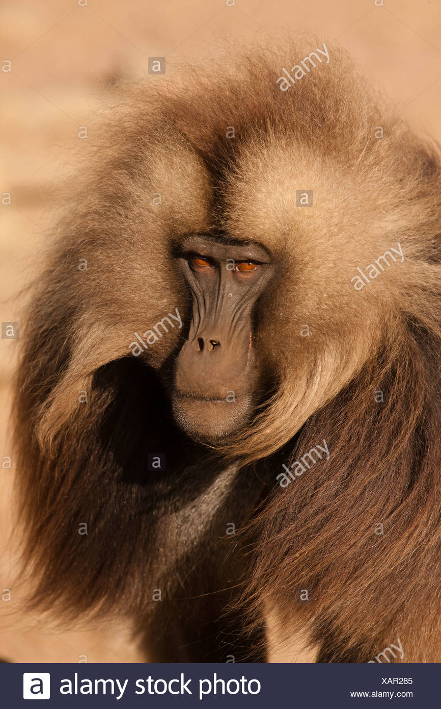 Gelada Monkey High Resolution Stock Photography and Images - Alamy