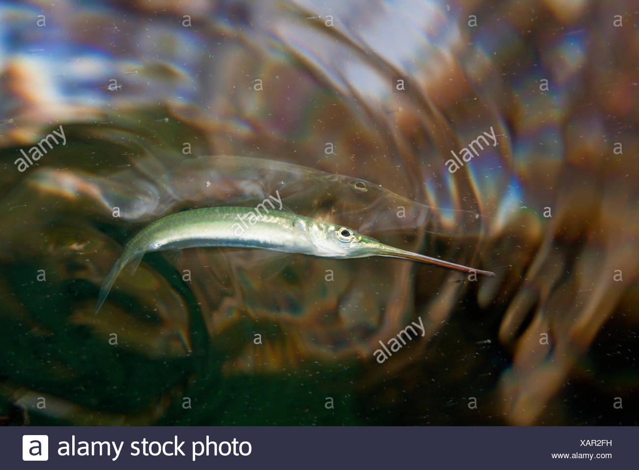 Halbschnabler High Resolution Stock Photography and Images - Alamy