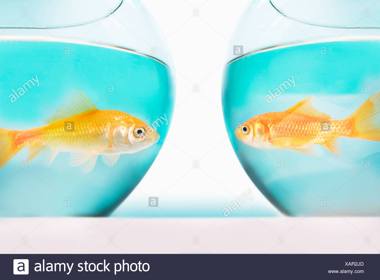 Two Fish Facing High Resolution Stock Photography and Images - Alamy